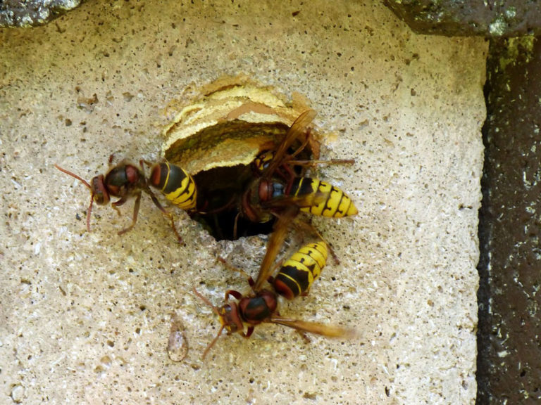La guêpe africaine, ou abeille tueuse (apis mellifera scutellata)